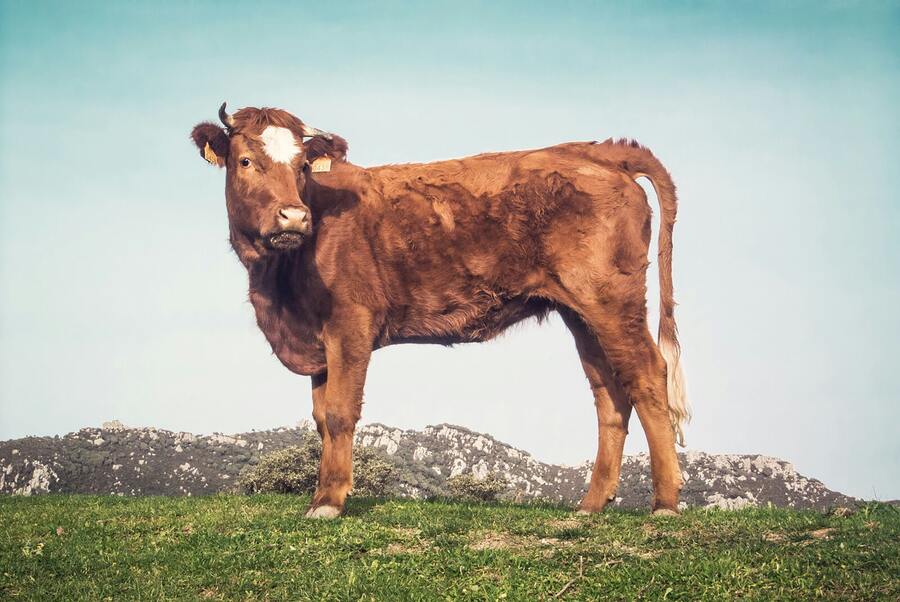 9 Significations spirituelles des vaches dans un rêve : c'est bon signe ...