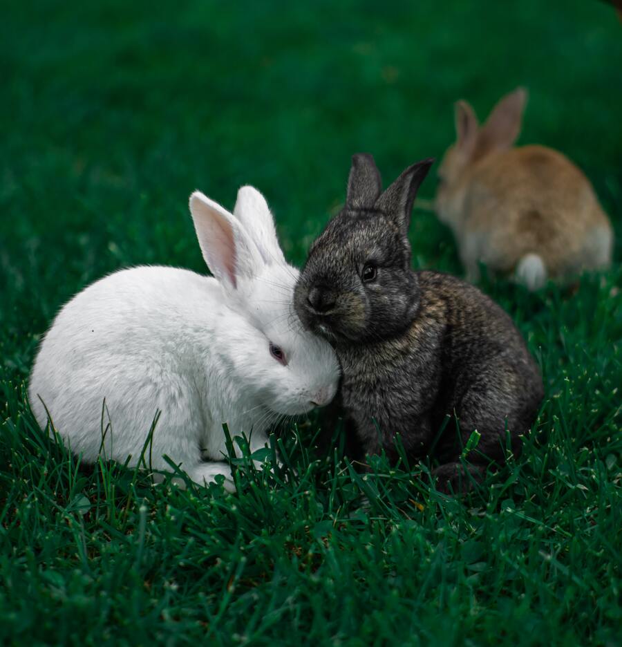 Voir la signification spirituelle de 2, 3, 4, 5, 6 et 7 lapins : c'est ...