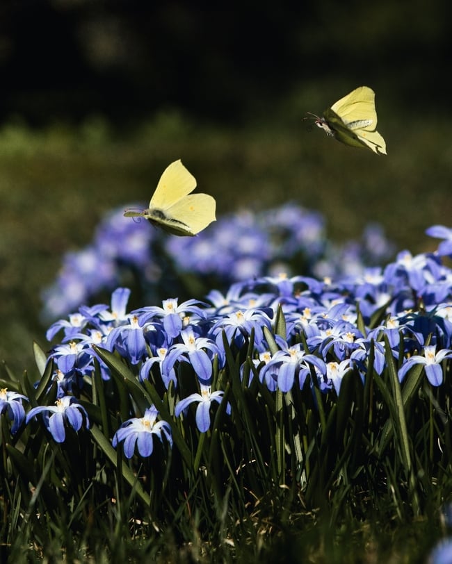 8 significations spirituelles de deux papillons volant ensemble | MedYom
