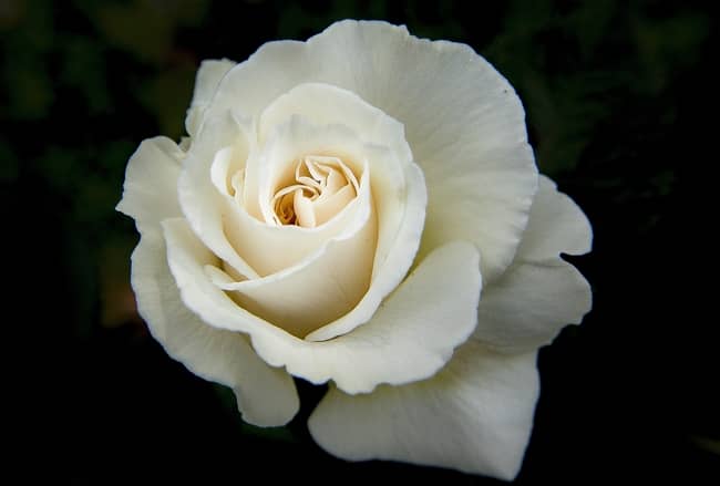 Que signifie une rose blanche ? 7 Symbolisme d'une rose blanche unique ...